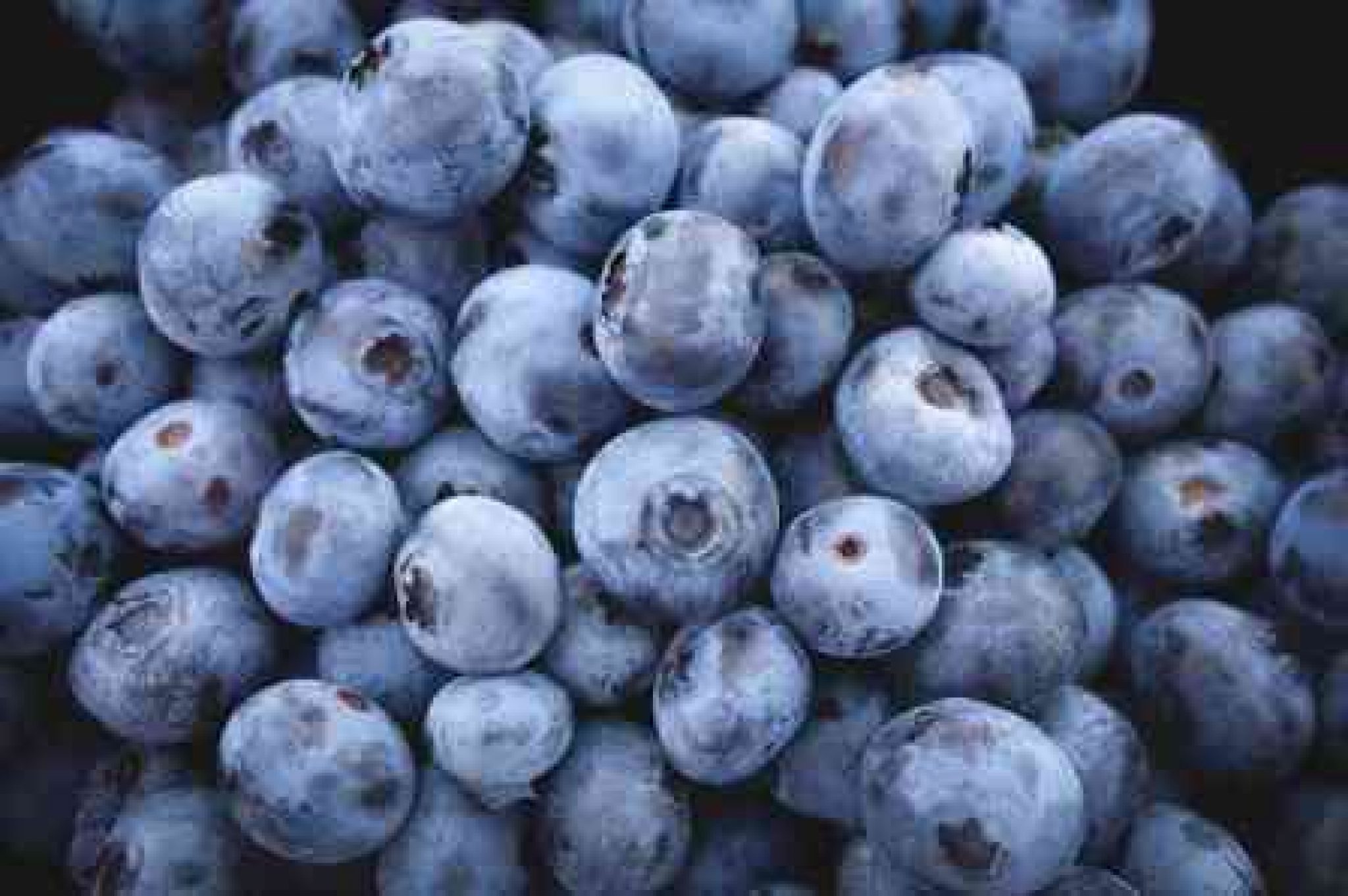 Can Wild Birds Eat Blueberries? | Bird Feeder Expert