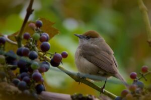 Can Wild Birds Eat Grapes? | Bird Feeder Expert
