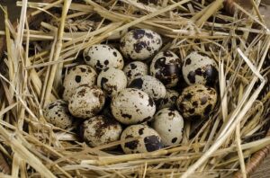 What Do Quails Eat? (Quail Diet List) | Bird Feeder Expert