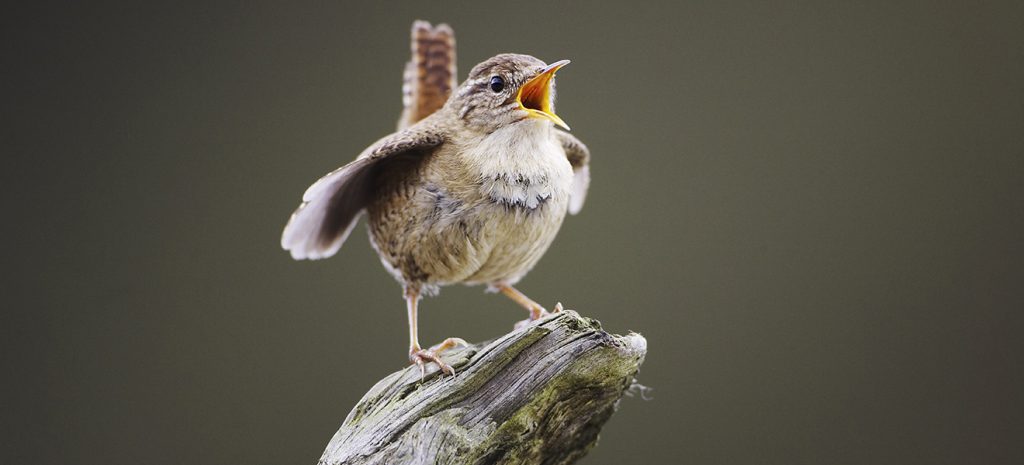 What do Wrens Eat? [Learn The Wrens Diet & Favourite Foods] (+ More FAQs)